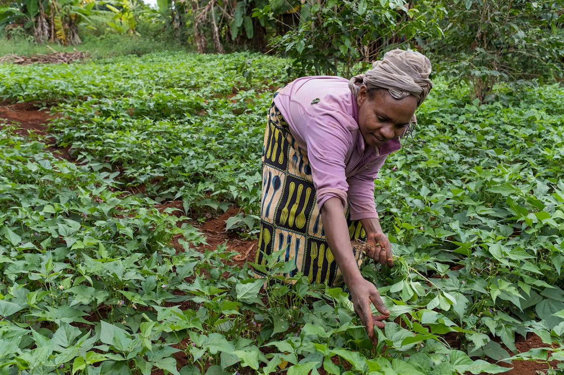 Industrial Promotion Services - AKDN