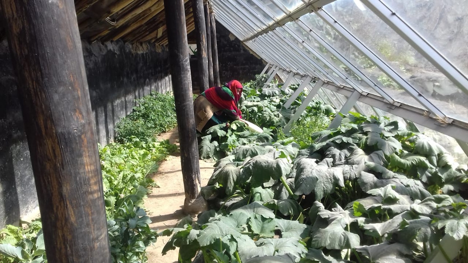 Pakistan - Agriculture and Food Security - AKDN